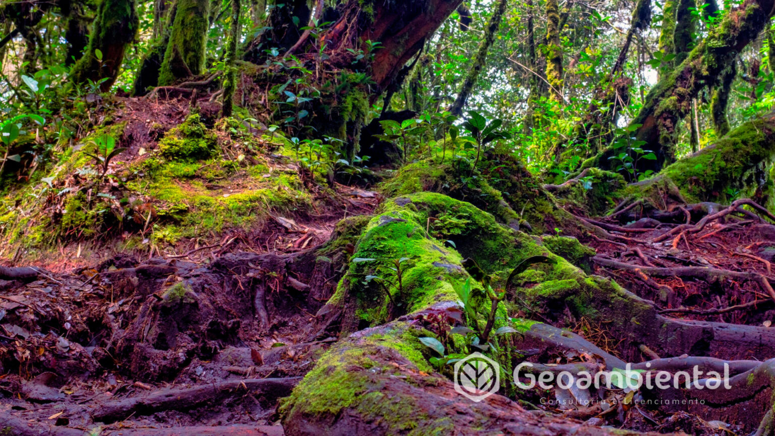 Reserva Legal: Importância, Requisitos e Benefícios - Geoambiental